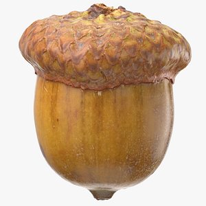 どんぐり3Dモデルダウンロード用。TurboSquid