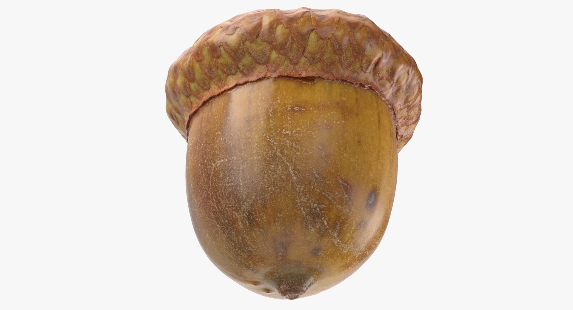 3D Acorn 03 Standing - TurboSquid 1521731