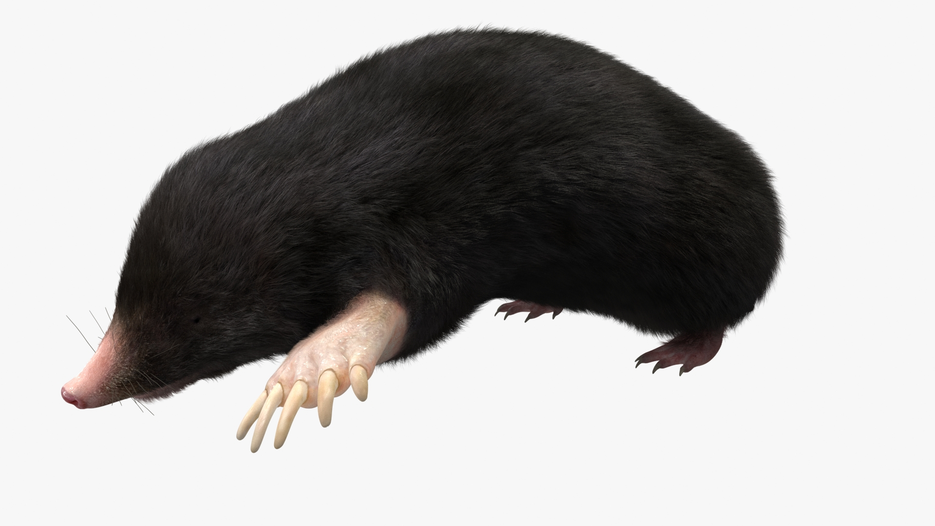3D Model Realistic Mole Animal Fur - TurboSquid 2220594