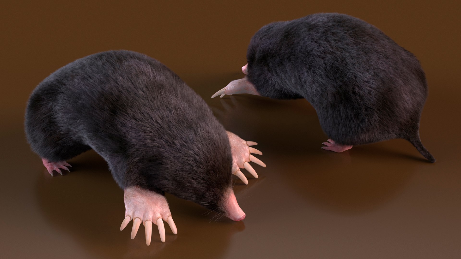 3D Model Realistic Mole Animal Fur - TurboSquid 2220594
