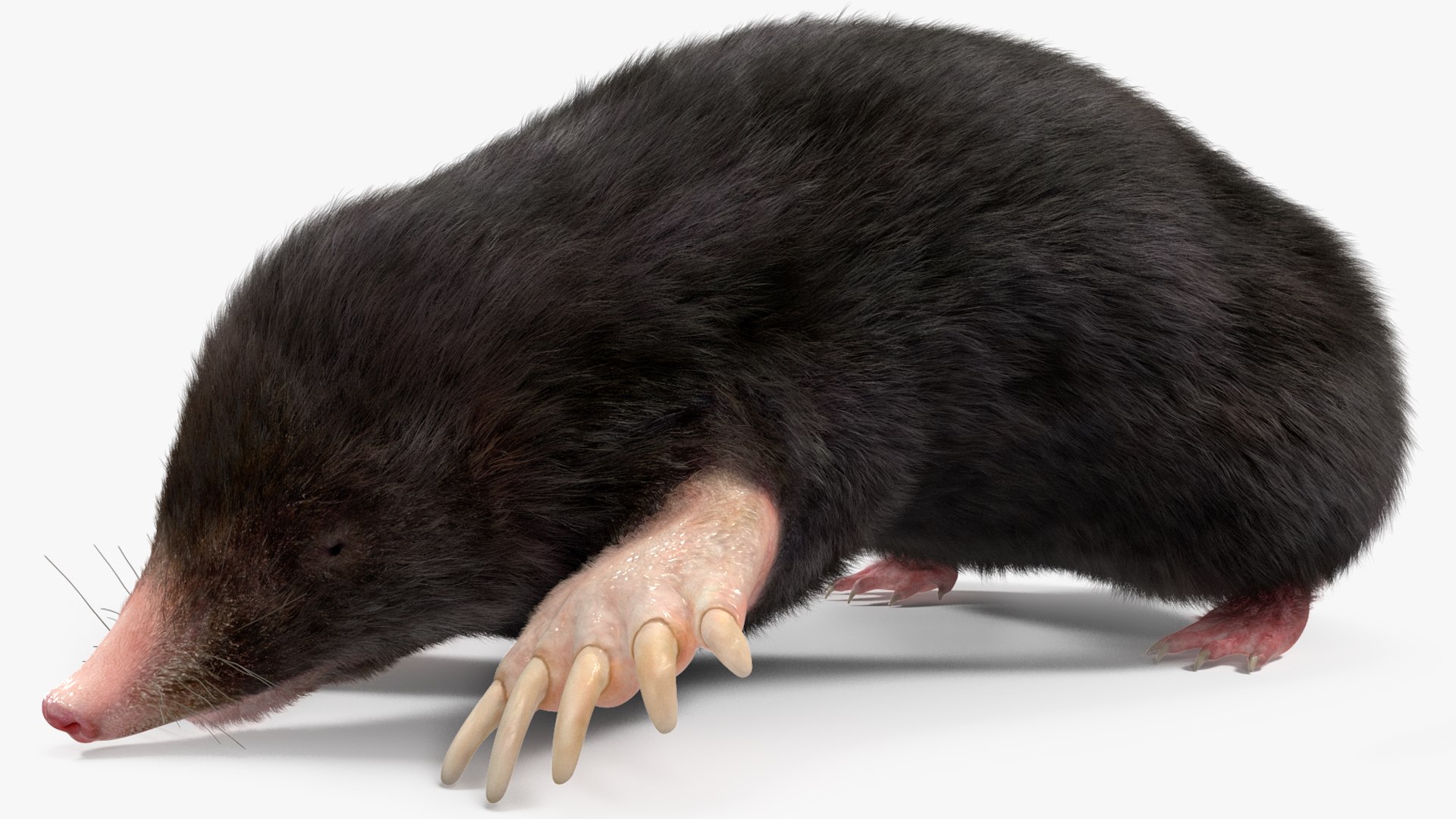 3D Model Realistic Mole Animal Fur - TurboSquid 2220594