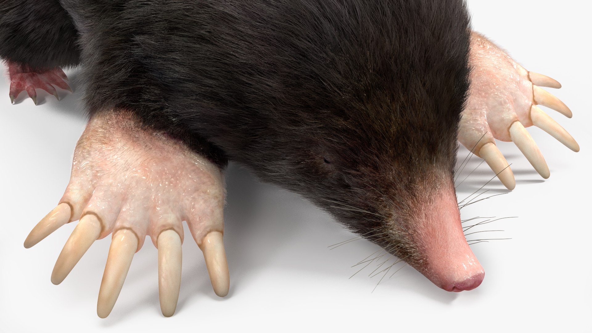 3D Model Realistic Mole Animal Fur - TurboSquid 2220594