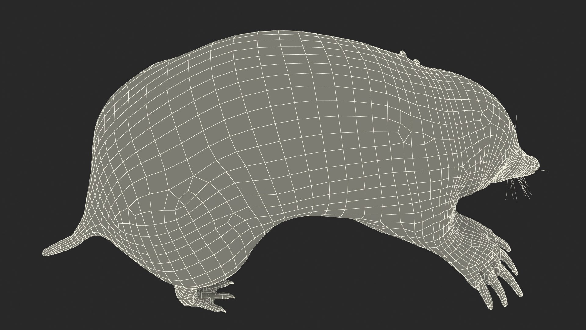 3D Model Realistic Mole Animal Fur - TurboSquid 2220594