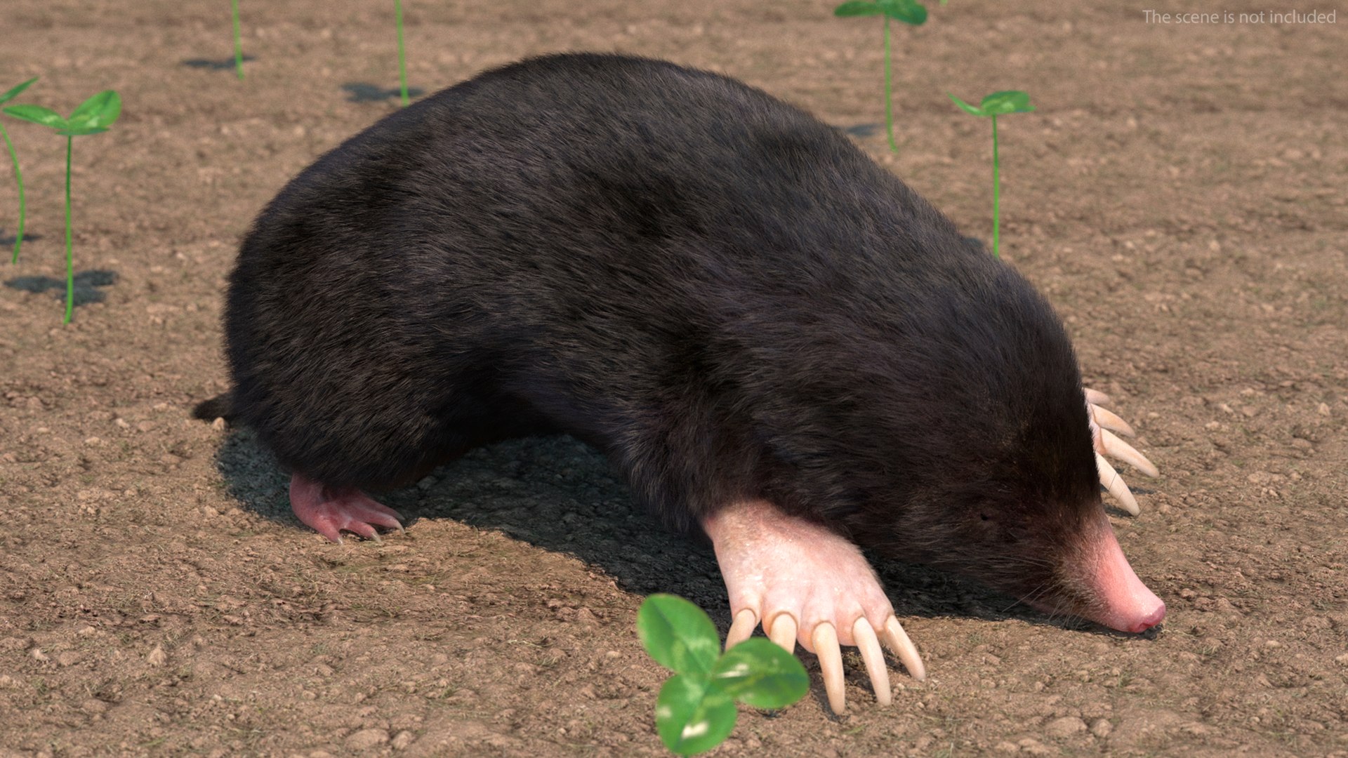 3D Model Realistic Mole Animal Fur - TurboSquid 2220594