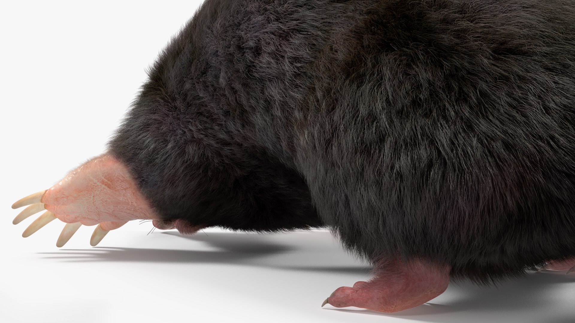 3D Model Realistic Mole Animal Fur - TurboSquid 2220594
