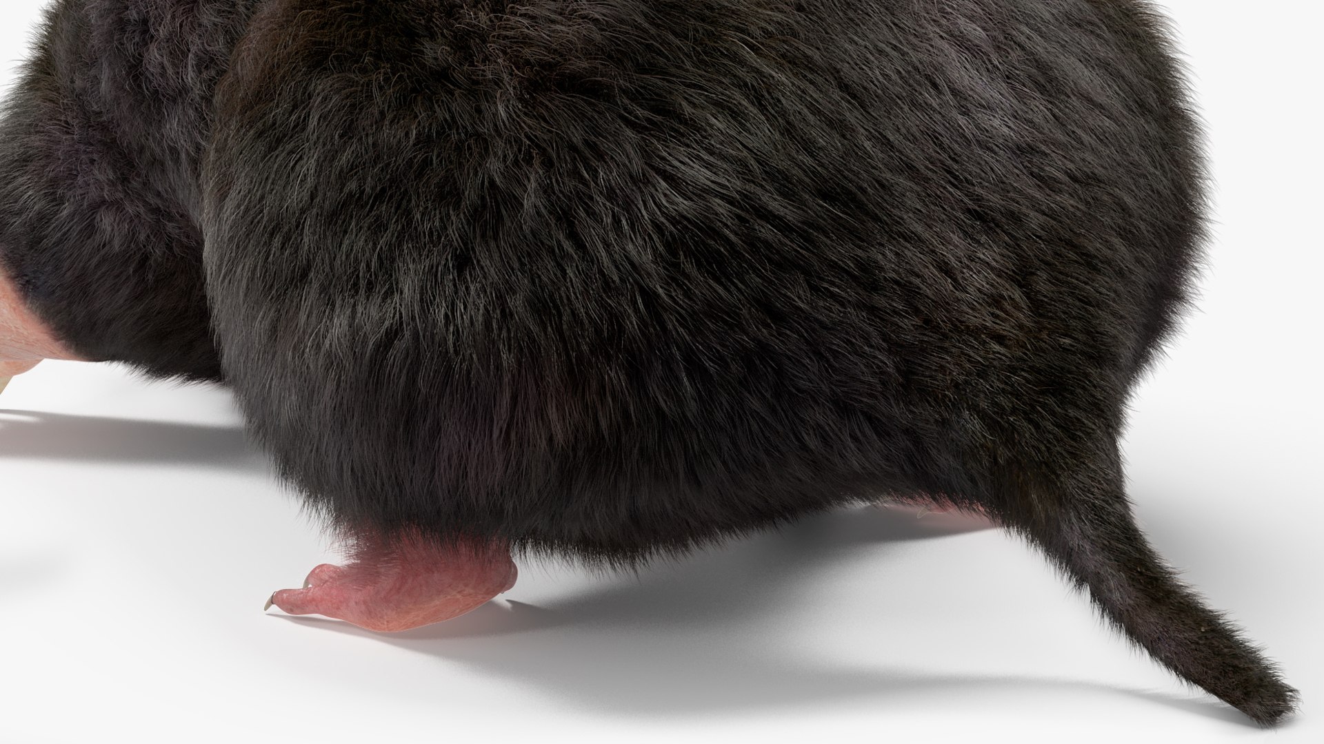 3D Model Realistic Mole Animal Fur - TurboSquid 2220594