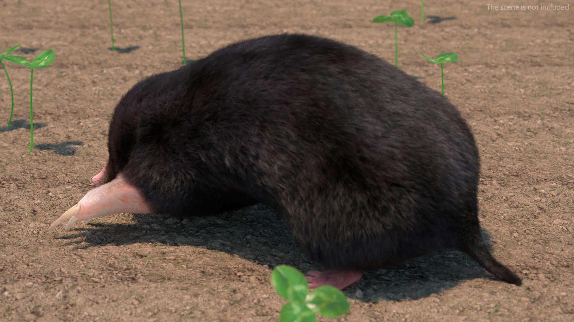 3D Model Realistic Mole Animal Fur - TurboSquid 2220594