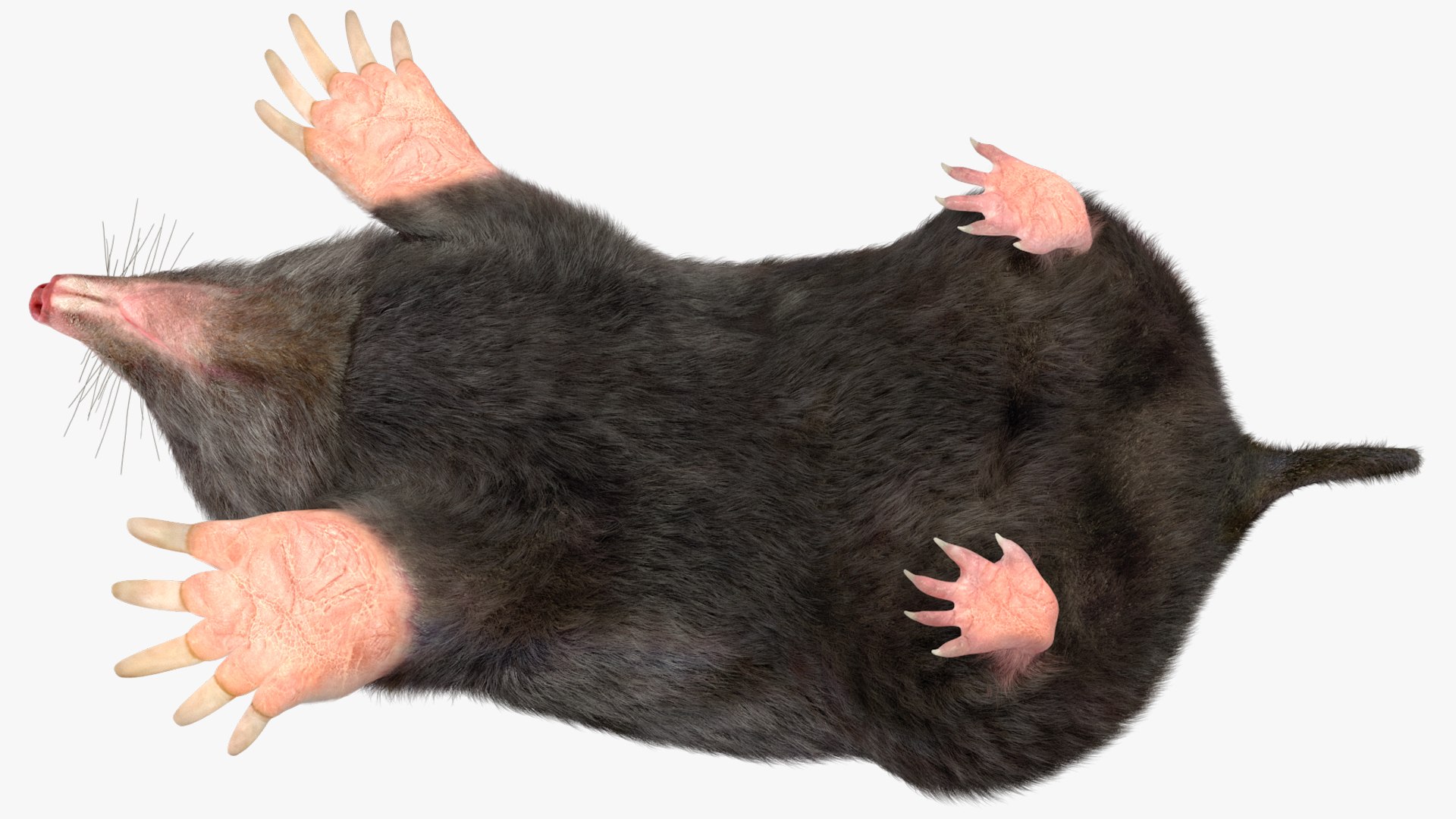 3D Model Realistic Mole Animal Fur - TurboSquid 2220594