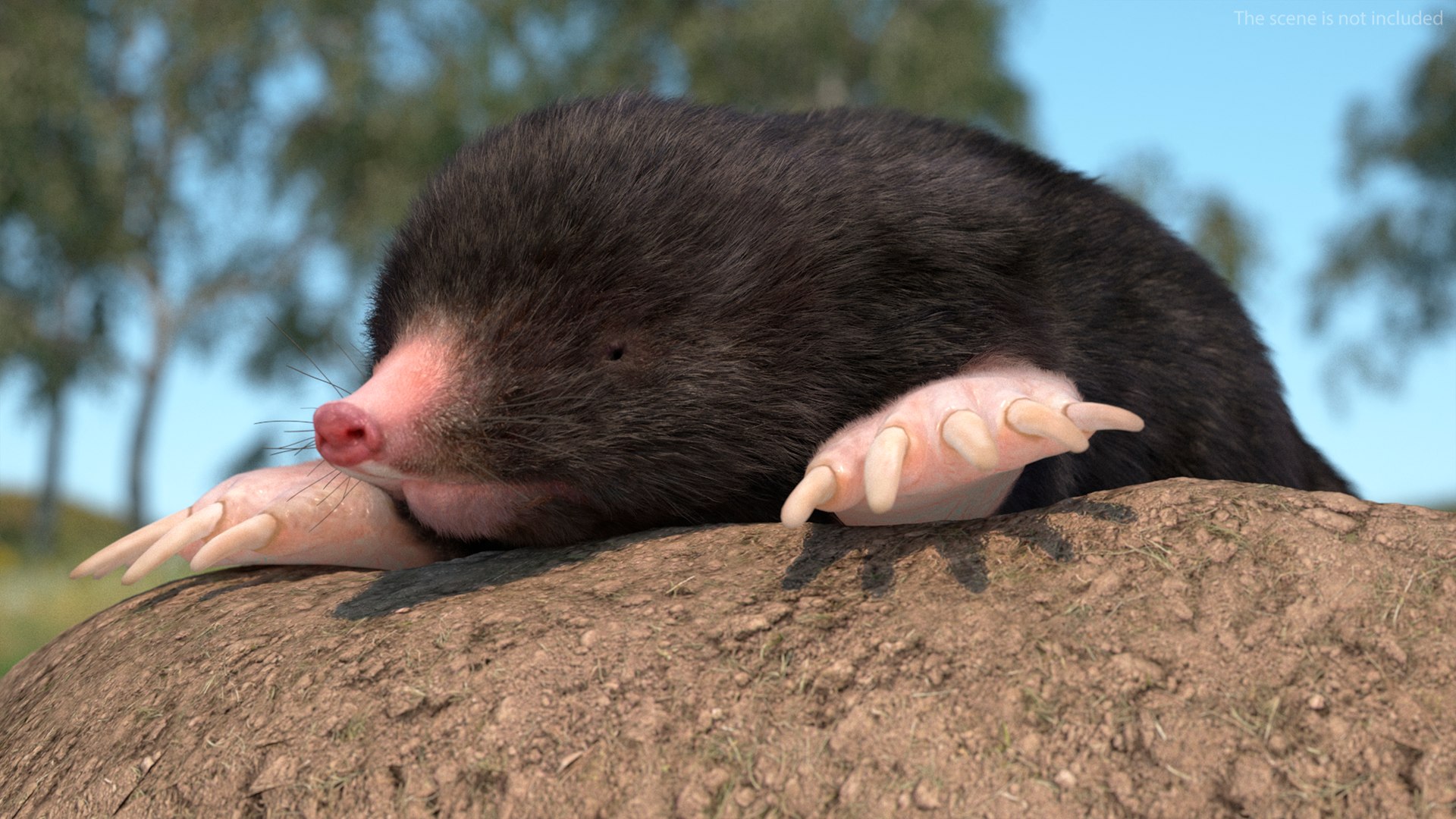 3D Model Realistic Mole Animal Fur - TurboSquid 2220594