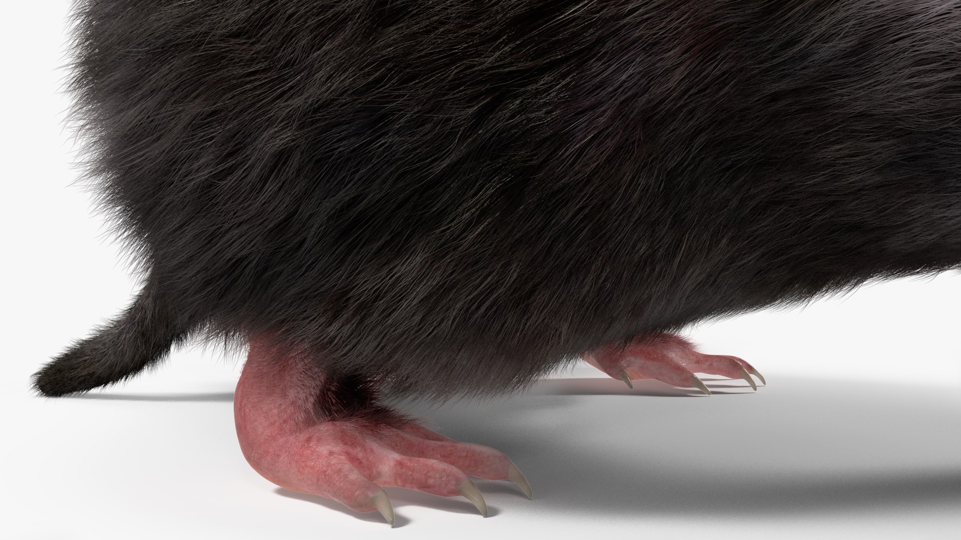 3D Model Realistic Mole Animal Fur - TurboSquid 2220594