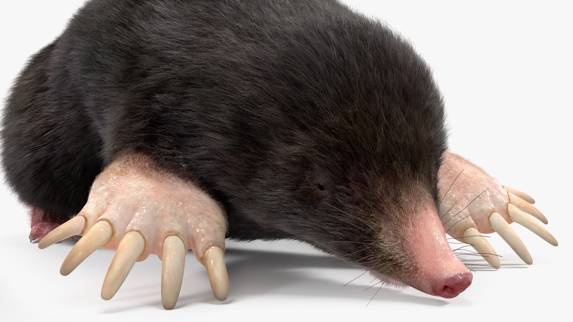 3D Model Realistic Mole Animal Fur - TurboSquid 2220594