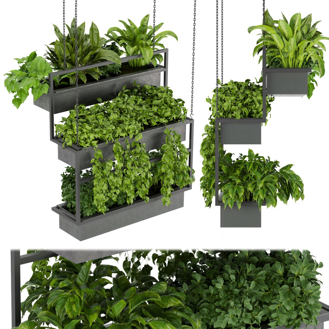 Collection Plant Vol 295 - Indoor - Ampelous - Hanging - Blender ...