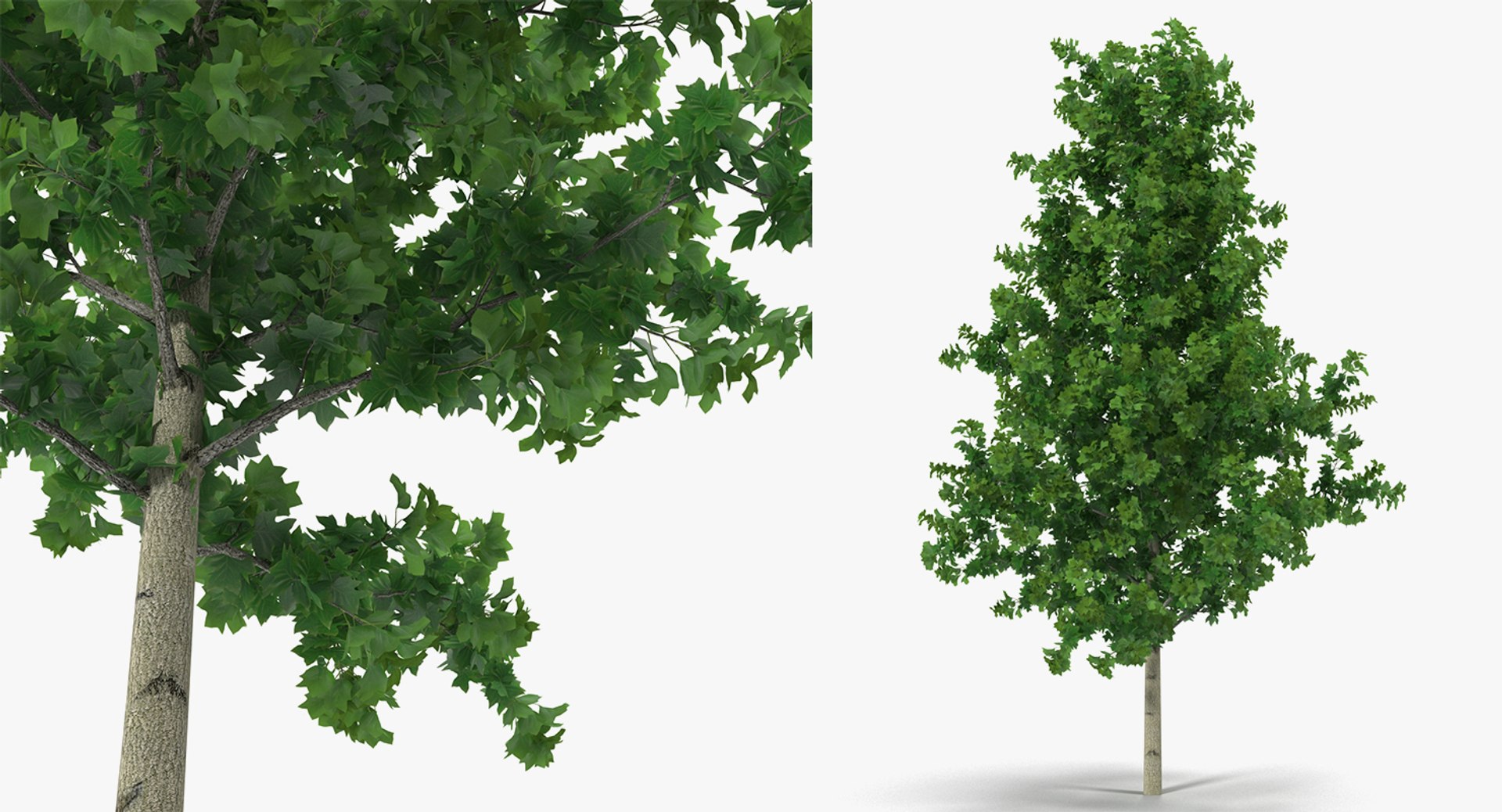Summer trees 2 3D model - TurboSquid 1332019