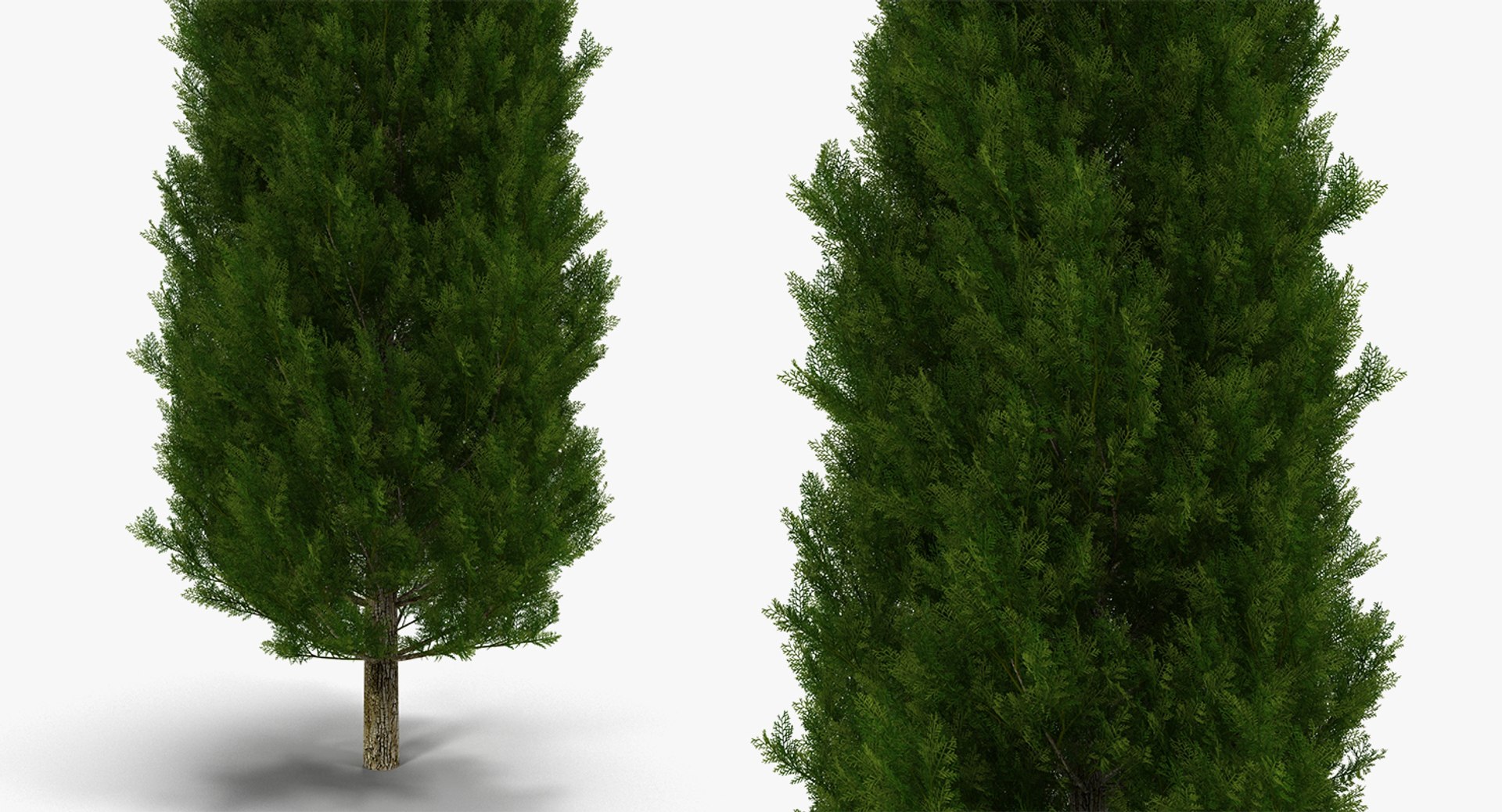 Summer trees 2 3D model - TurboSquid 1332019