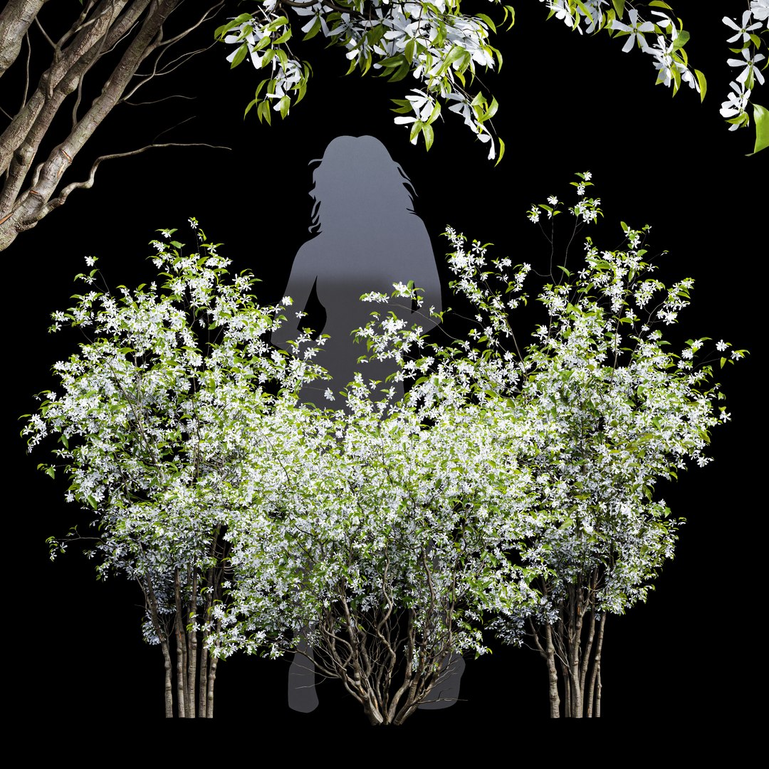 3D 6 Different 3D models Amelanchier lamarckii Pot - TurboSquid 1912794