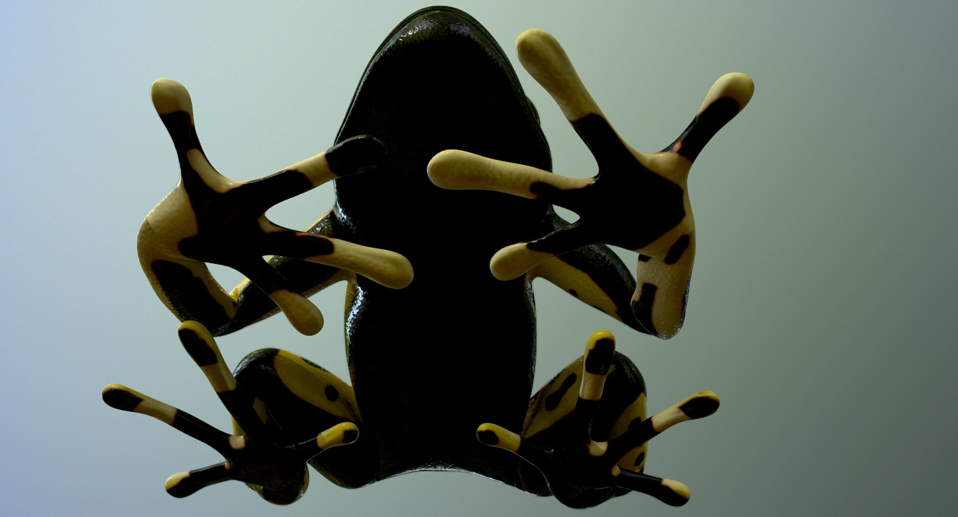 3D Realistic Yellow-banded Poison Dart - TurboSquid 1250646