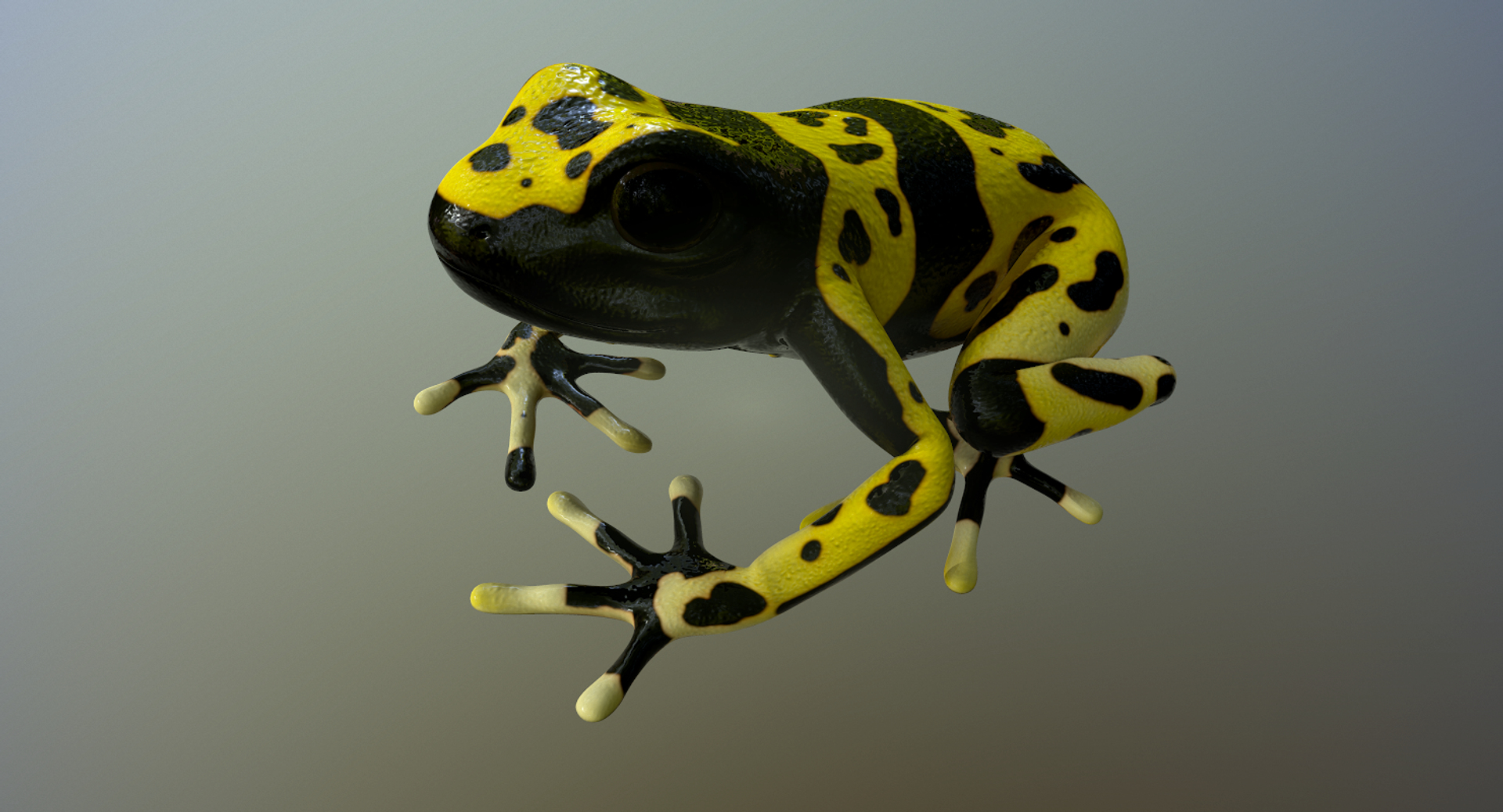 3D Realistic Yellow-banded Poison Dart - TurboSquid 1250646
