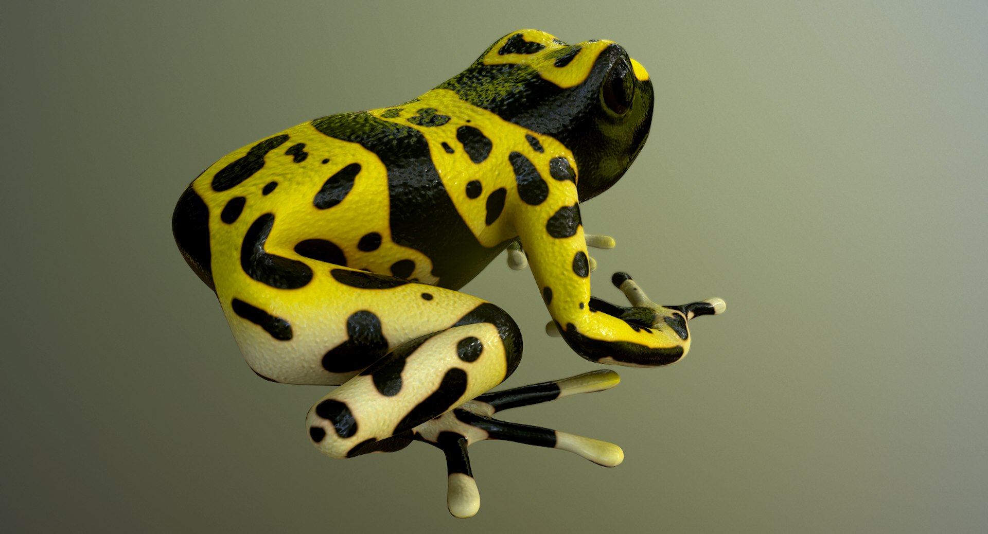 3D Realistic Yellow-banded Poison Dart - TurboSquid 1250646