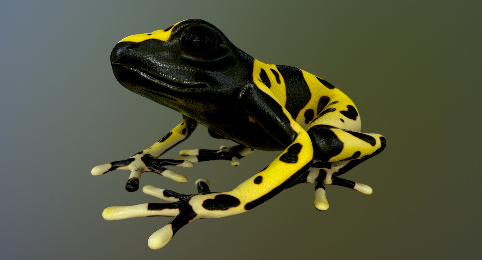 3D Realistic Yellow-banded Poison Dart - TurboSquid 1250646