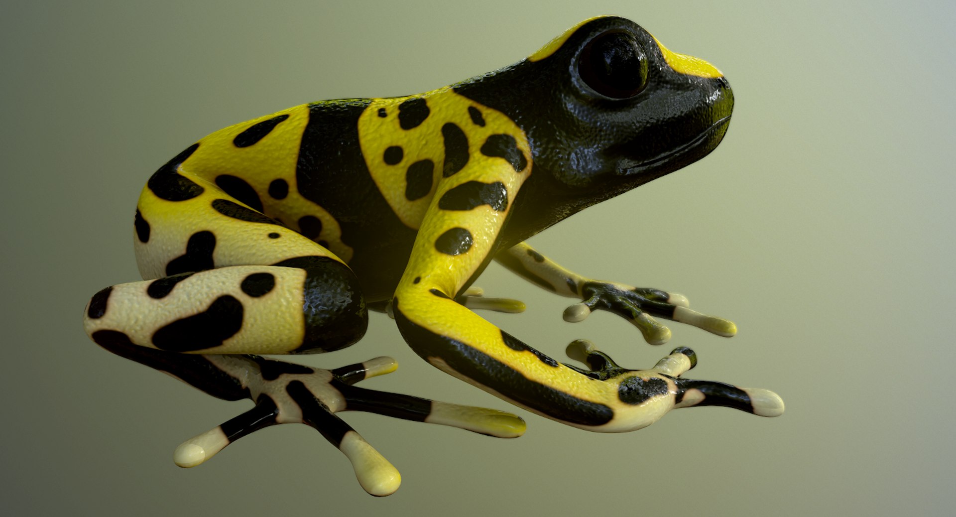 3D Realistic Yellow-banded Poison Dart - TurboSquid 1250646