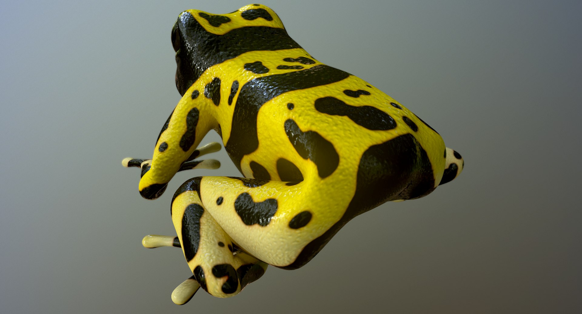 3D Realistic Yellow-banded Poison Dart - TurboSquid 1250646