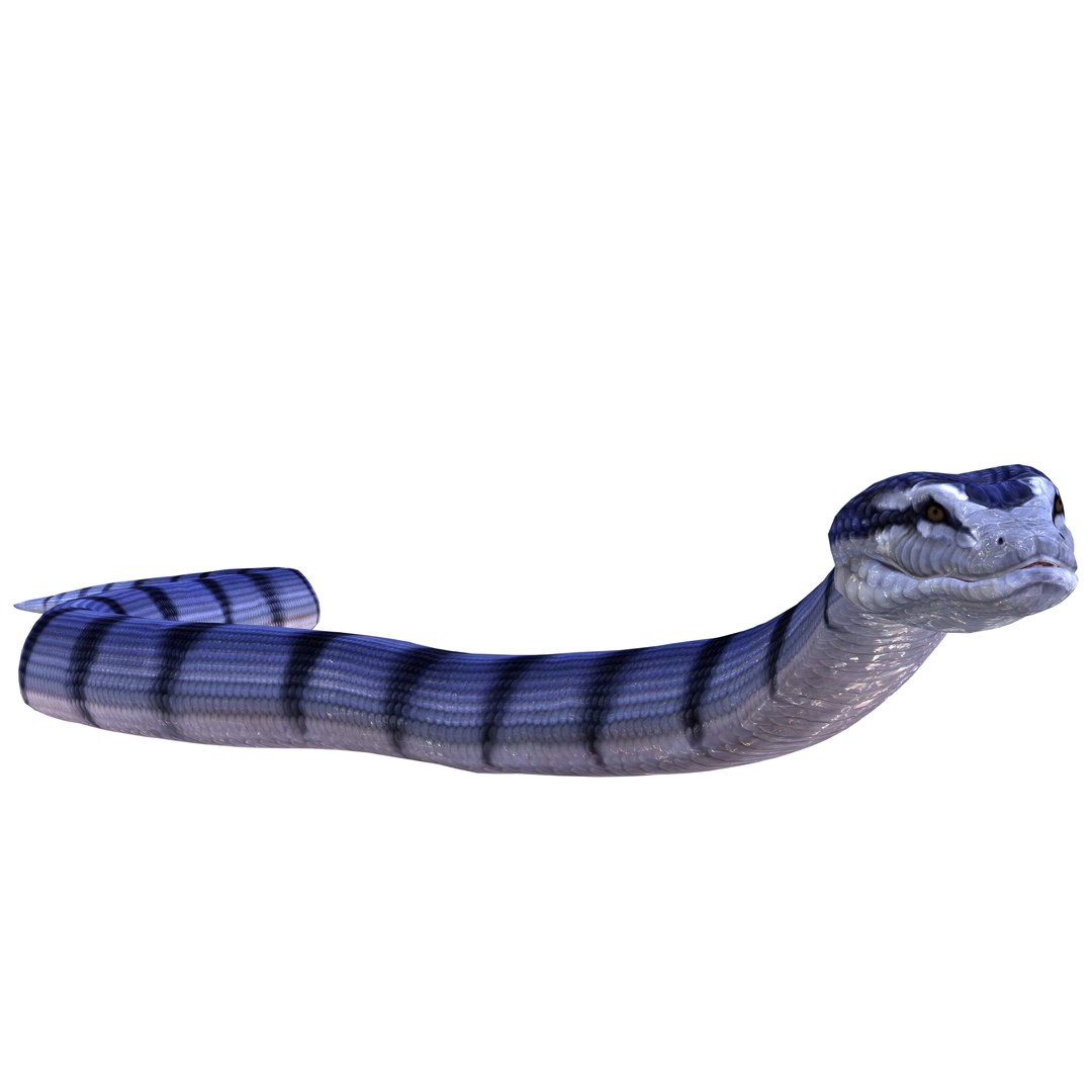 3D ANACONDA BLUE - TurboSquid 2092315