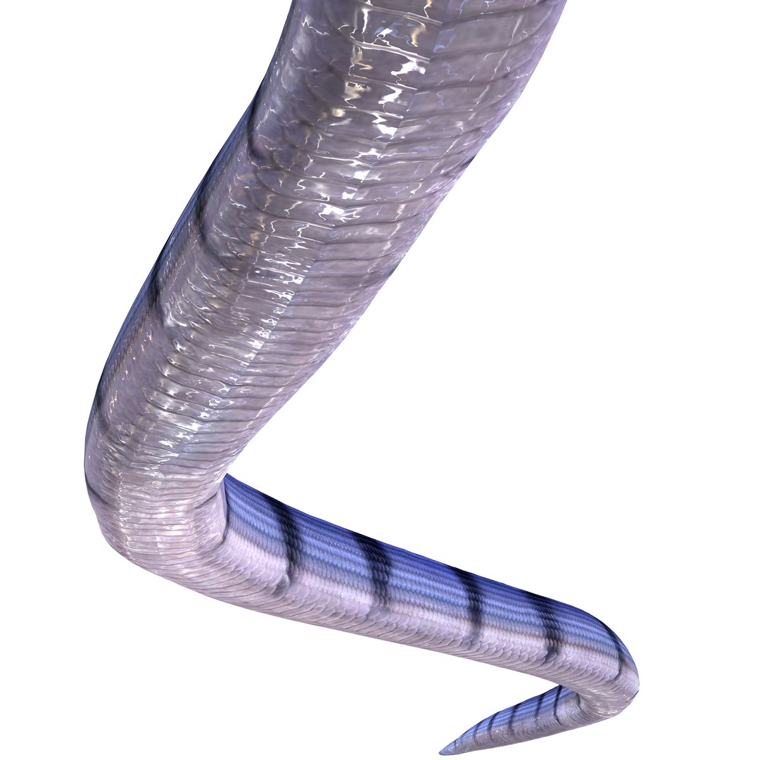 3D ANACONDA BLUE - TurboSquid 2092315