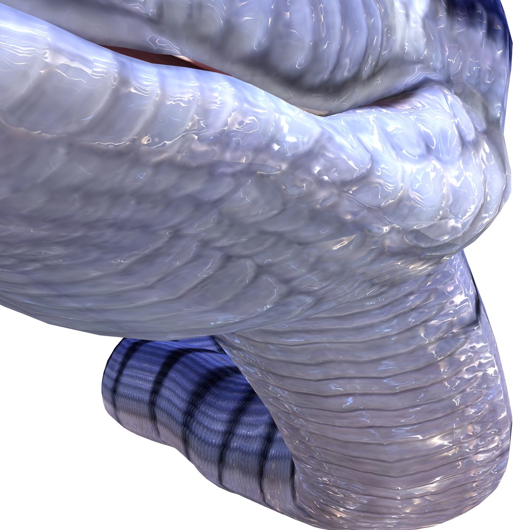 3D ANACONDA BLUE - TurboSquid 2092315