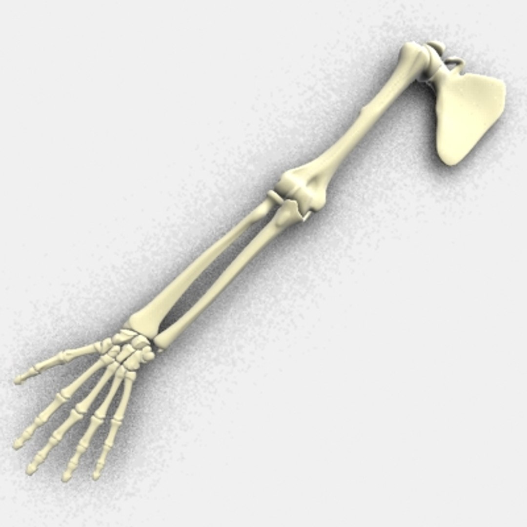 3d Model Bones Human Arm Anatomy