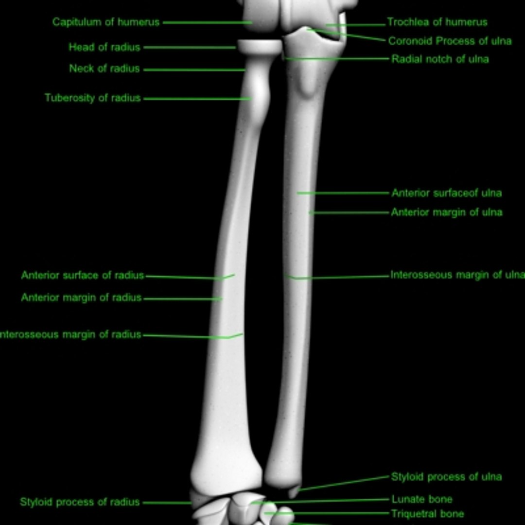 3d Model Bones Human Arm Anatomy