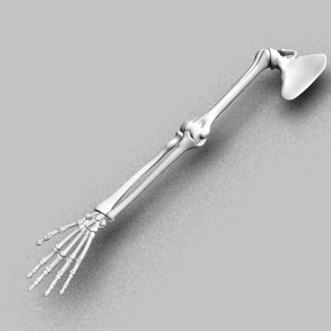 3d Model Bones Human Arm Anatomy