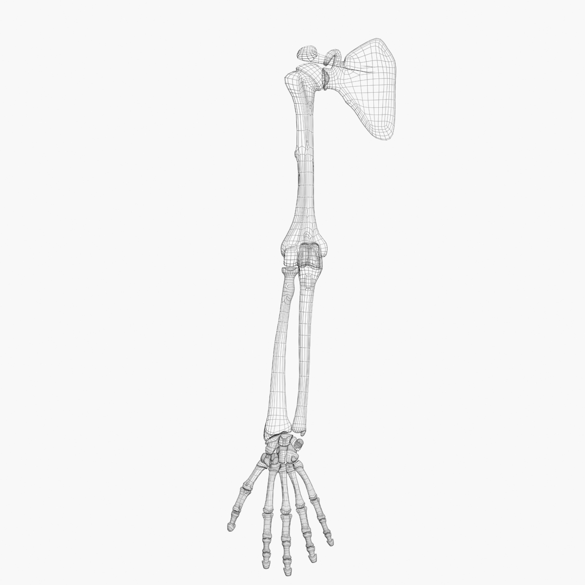 3d model bones human arm anatomy