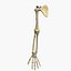 3d Model Bones Human Arm Anatomy