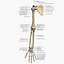 3d model bones human arm anatomy