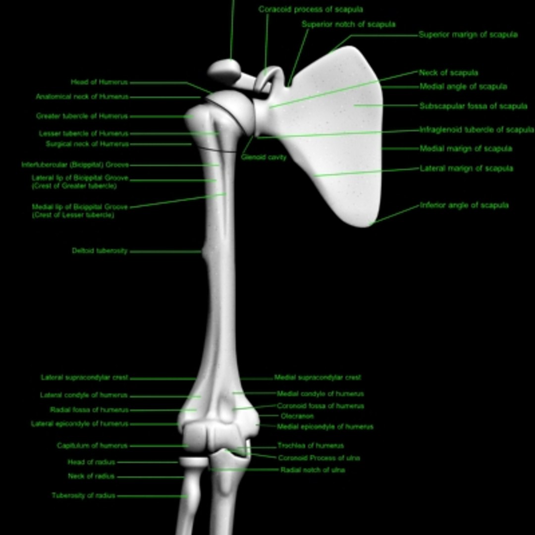 3d Model Bones Human Arm Anatomy