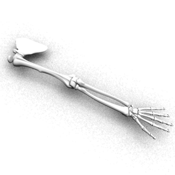 3d model bones human arm anatomy