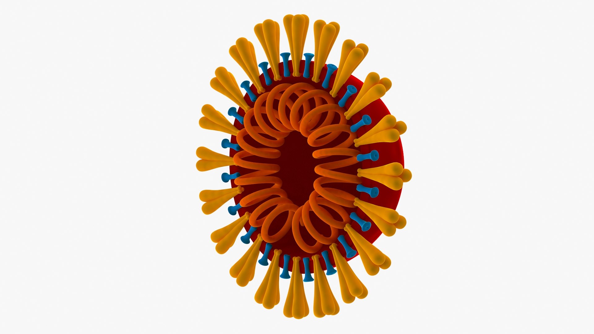 3D coronavirus v3 cross section - TurboSquid 1530646