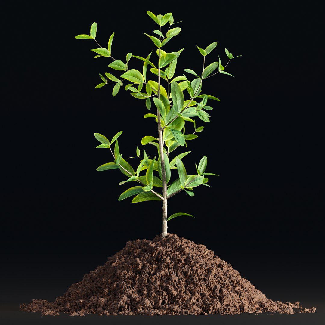 3D Model 3d Seedling In Soil Vol 257-3dsmax-Blender - TurboSquid 2272570
