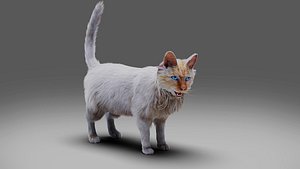Cat Blender Models for Download | TurboSquid