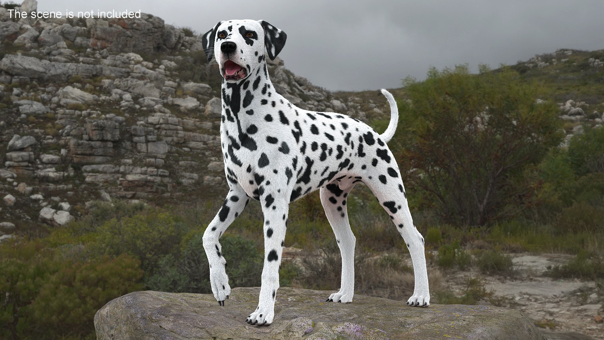 Spotted Standing Dalmatian Dog Fur 3D Model - TurboSquid 2234937