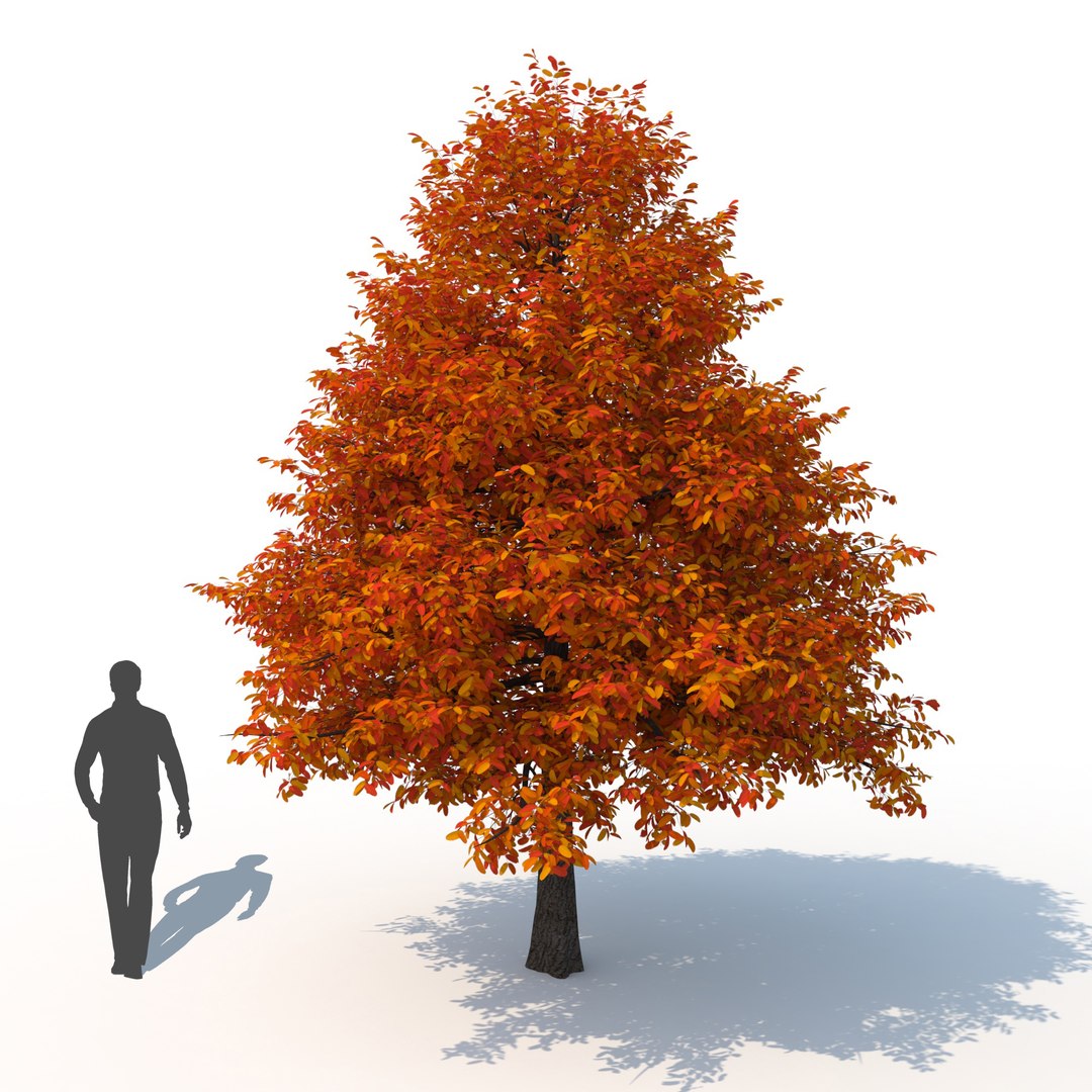 3D Model Black Tupelo Tree - TurboSquid 1483464