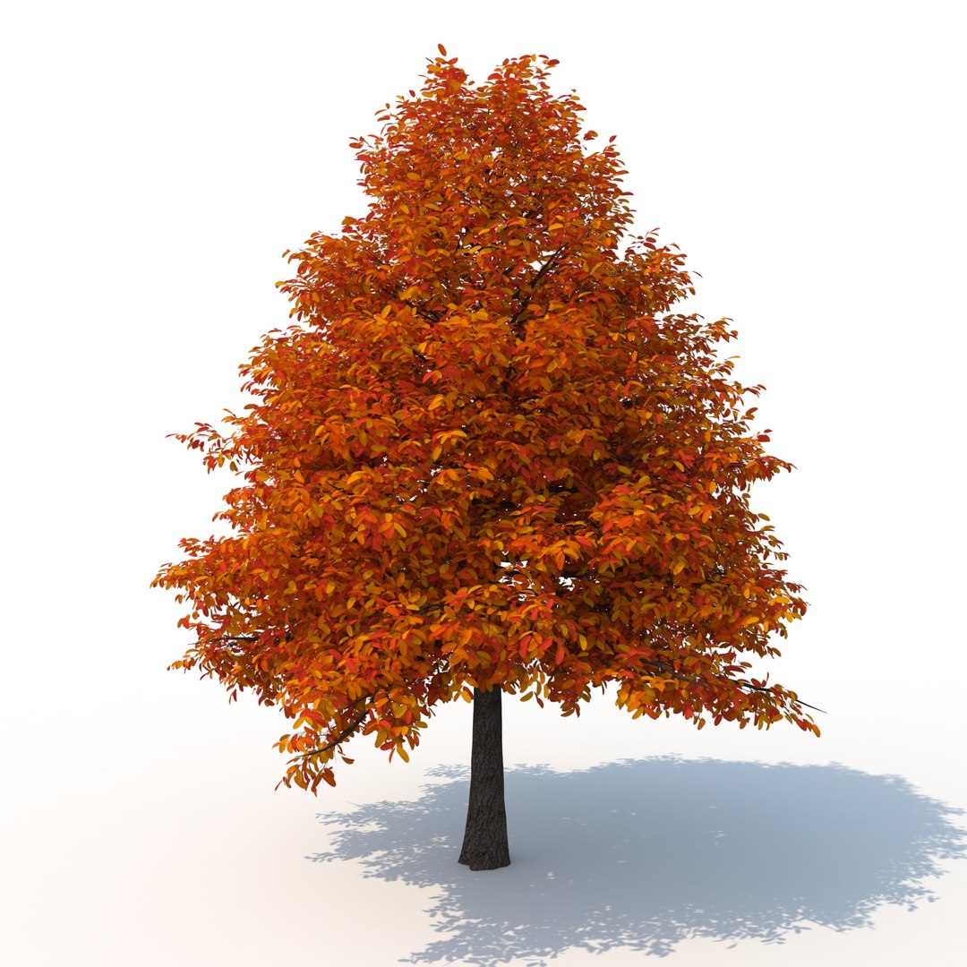 3D Model Black Tupelo Tree - TurboSquid 1483464