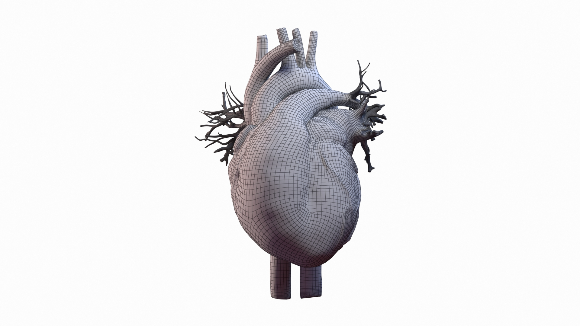 Human Heart Animation 3D Model - TurboSquid 1473267
