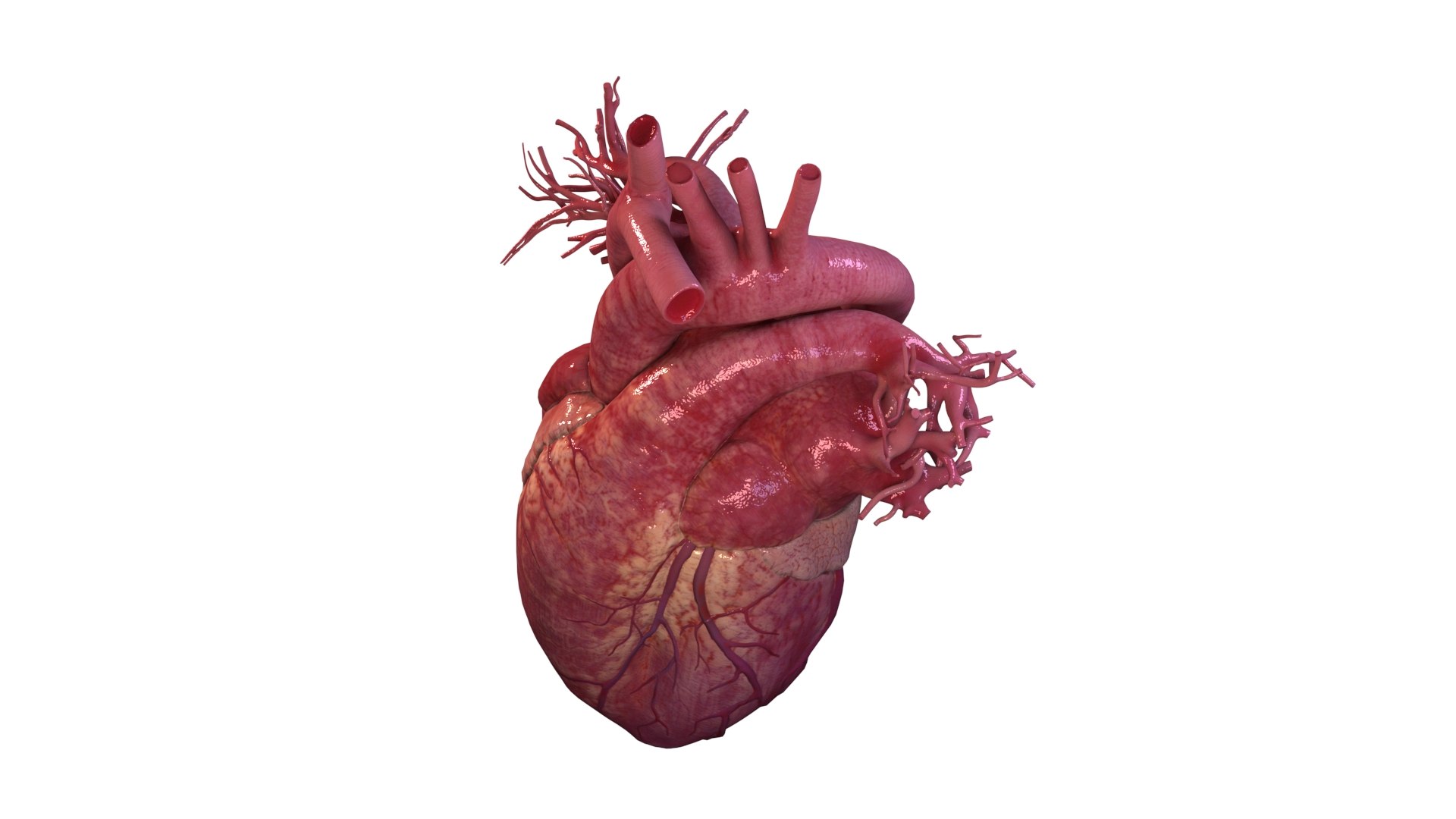 Human Heart Animation 3D Model - TurboSquid 1473267