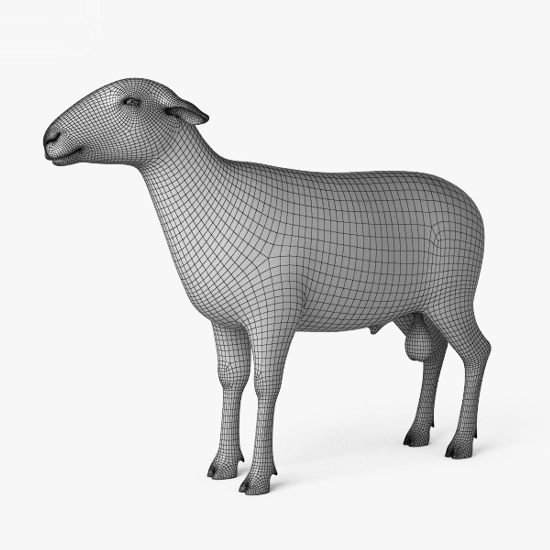 3D Sheep - TurboSquid 1474101
