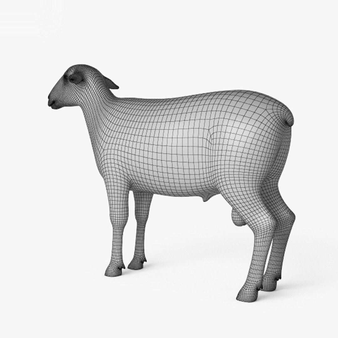 3D Sheep - TurboSquid 1474101