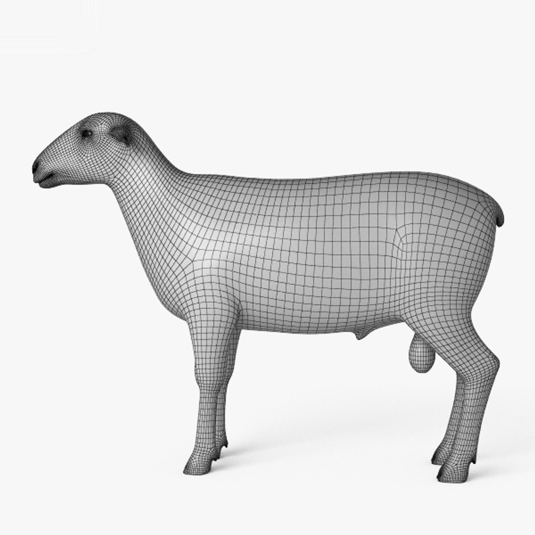 3D Sheep - TurboSquid 1474101