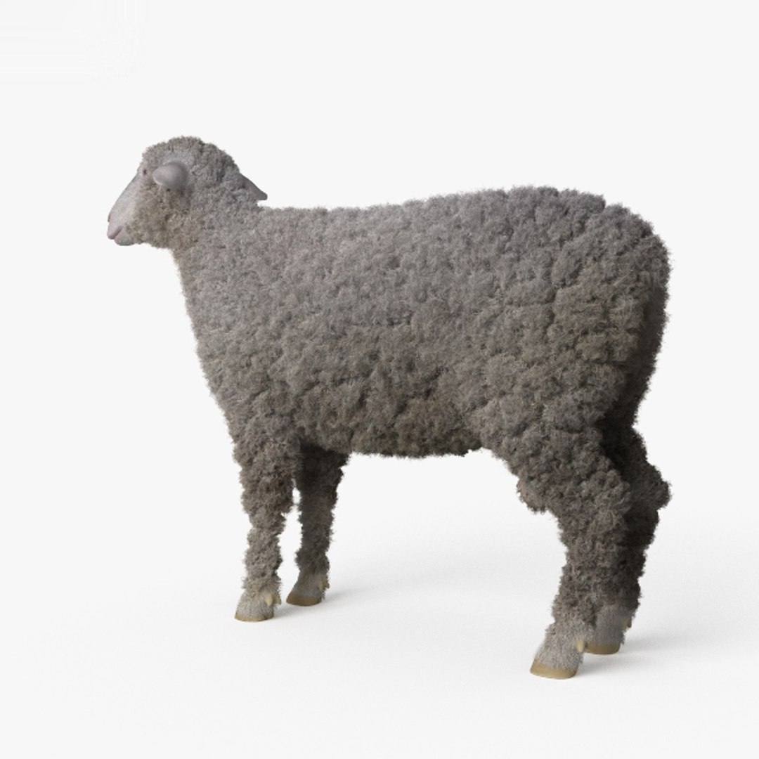 3D Sheep - TurboSquid 1474101