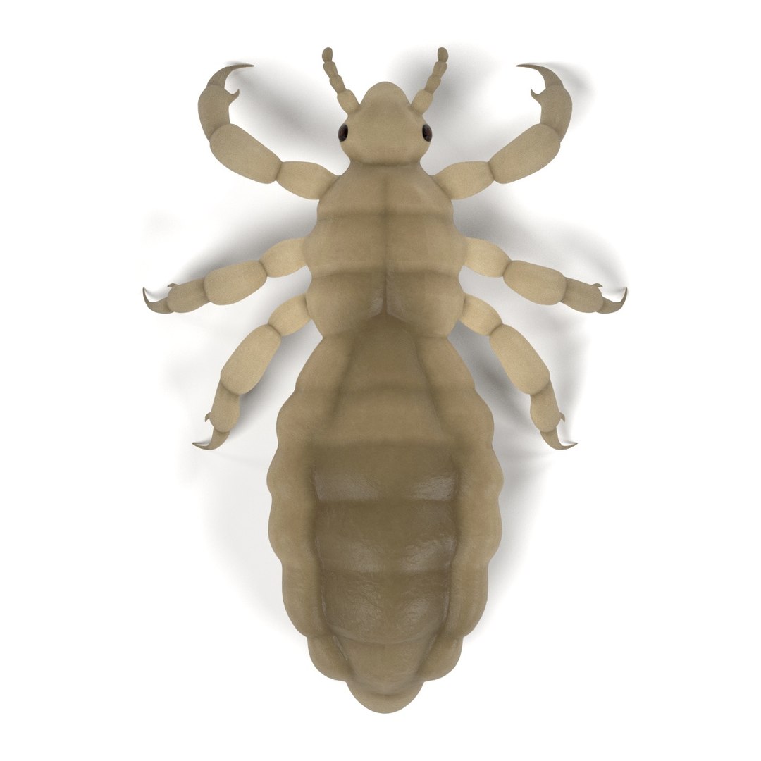 3d Model Male Louse
