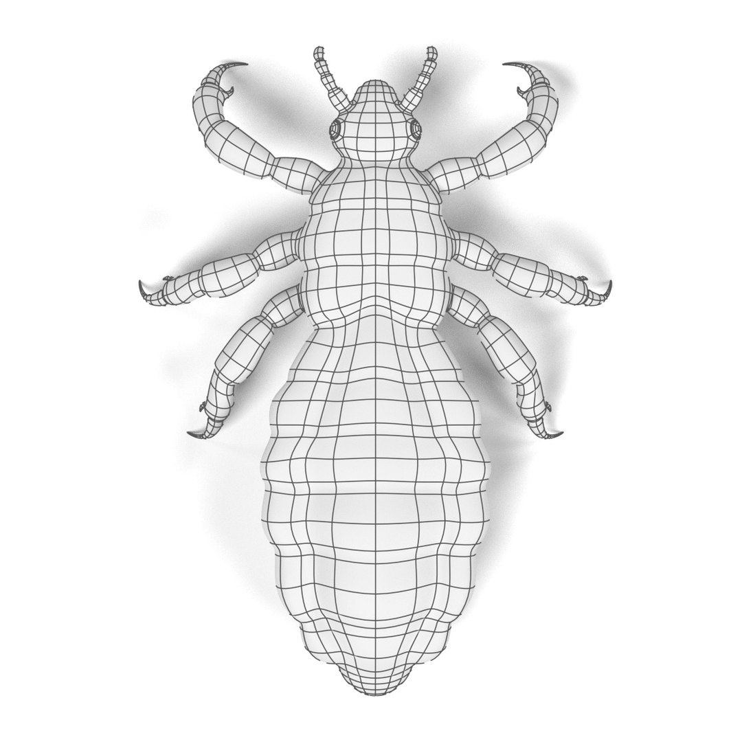 3d Model Male Louse